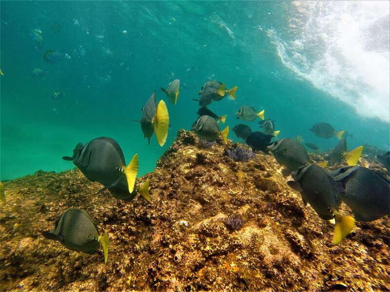 Cabo: Hidden Beach Day with Snorkeling in the Sea of Cortez - Practical Details and Logistics