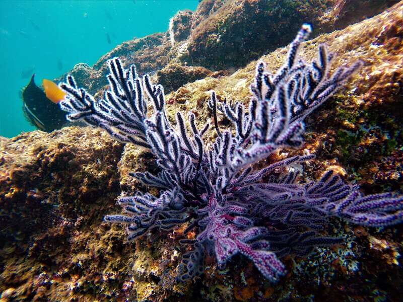 Cabo: Hidden Beach Day with Snorkeling in the Sea of Cortez - FAQ