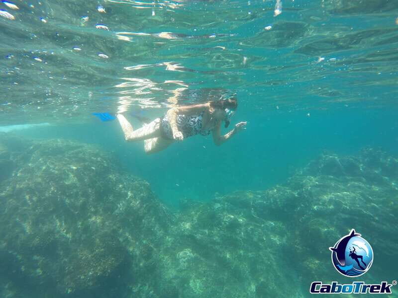 Cabo Ocean SAFARI - An Honest Exploration of the Cabo Ocean SAFARI