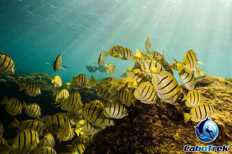 Cabo Ocean SAFARI - The Sum Up: Who Benefits Most?
