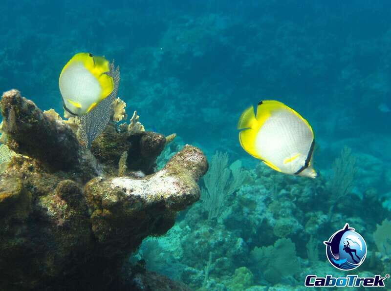 Cabo Ocean SAFARI - FAQ