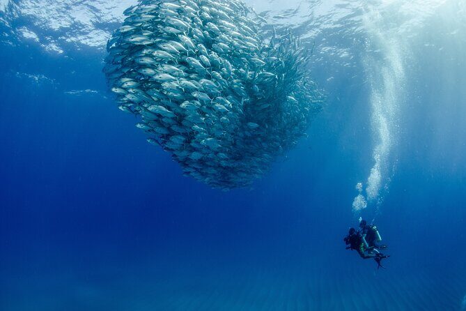 Cabo Pulmo 2 Tank Certified Dive with Lunch - Key Points
