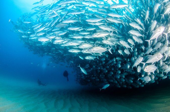 Cabo Pulmo 2 Tank Certified Dive with Lunch - Practical Considerations and Tips