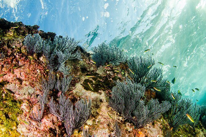 Cabo Pulmo 2 Tank Certified Dive with Lunch - Authentic Experiences and Real Stories