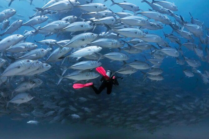 Cabo Pulmo Diving Adventure - Introduction: What’s Special About This Tour?