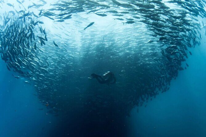 Cabo Pulmo Diving Adventure - The Itinerary Breakdown: What to Expect