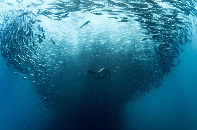 Cabo Pulmo Diving Adventure - What Travelers Are Saying (Based on Available Feedback)