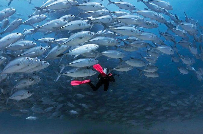 Cabo Pulmo Diving Adventure - The Sum Up: Who Will Love This Tour?