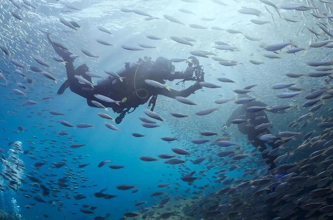 Cabo Pulmo Diving Adventure - Frequently Asked Questions (FAQs)