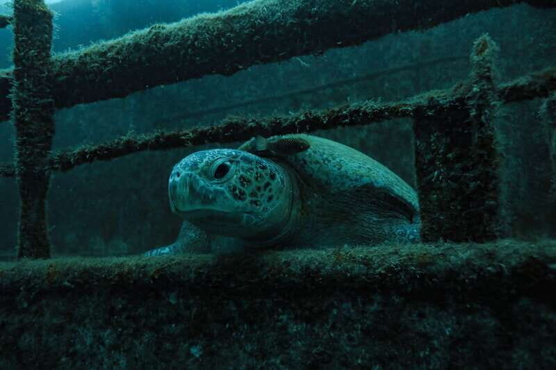 Cabo Pulmo Marine Park: Scuba Diving Excursion - The Journey to Cabo Pulmo: Scenic Drive and First Impressions