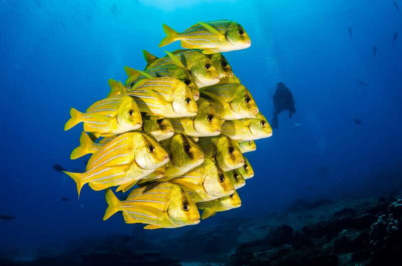 Cabo Pulmo Marine Park: Scuba Diving Excursion - Who Would Love This Tour?