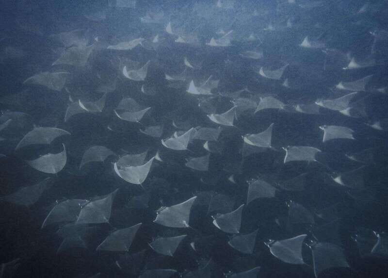 Cabo Pulmo Snorkeling - Why Choose Cabo Pulmo Snorkeling?