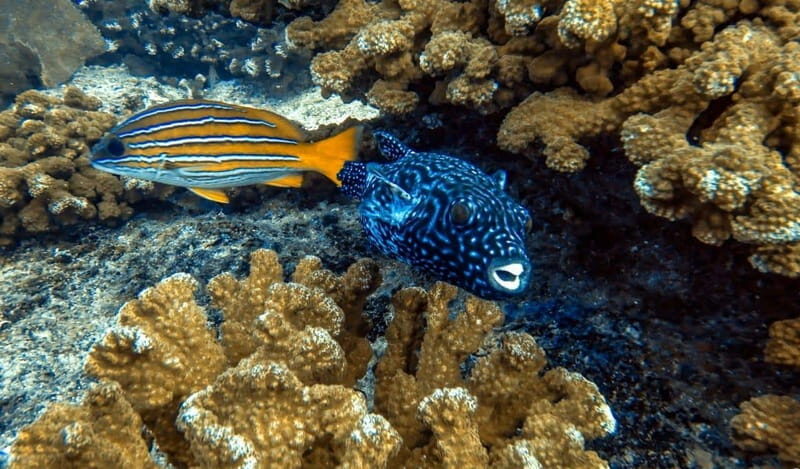 Cabo Pulmo Snorkeling - Practical Details and Tips