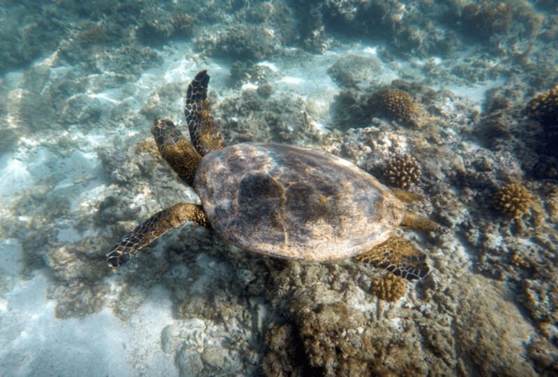 Cabo Pulmo Snorkeling - Authentic Insights from Travelers