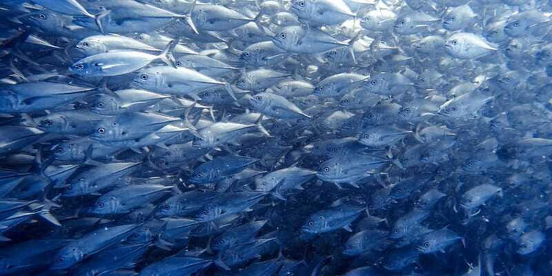 Cabo Pulmo Snorkeling - FAQ