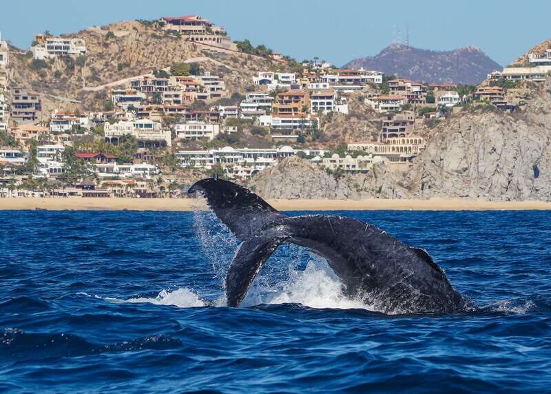 Cabo San Lucas: 2.5-Hour Whale Watching Tour - Key Points