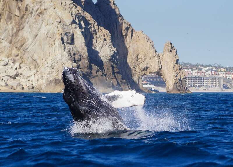 Cabo San Lucas: 2.5-Hour Whale Watching Tour - An Engaging Introduction to Cabo’s Underwater Wonders