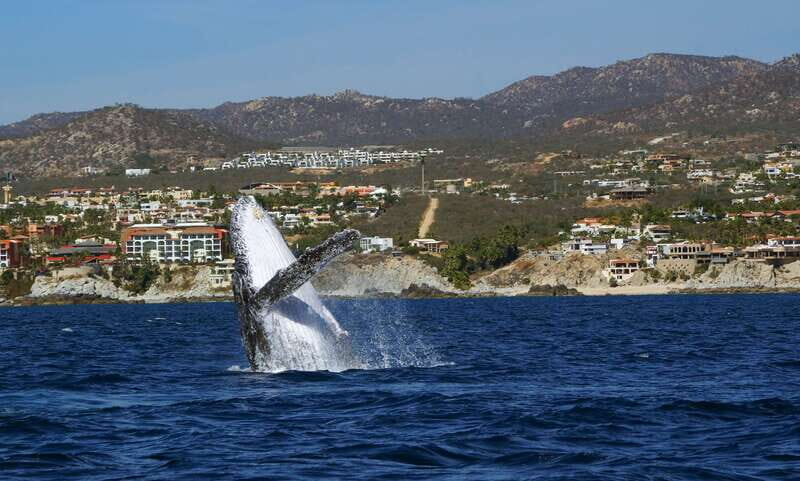 Cabo San Lucas: 2.5-Hour Whale Watching Tour - Why this Tour Offers Great Value