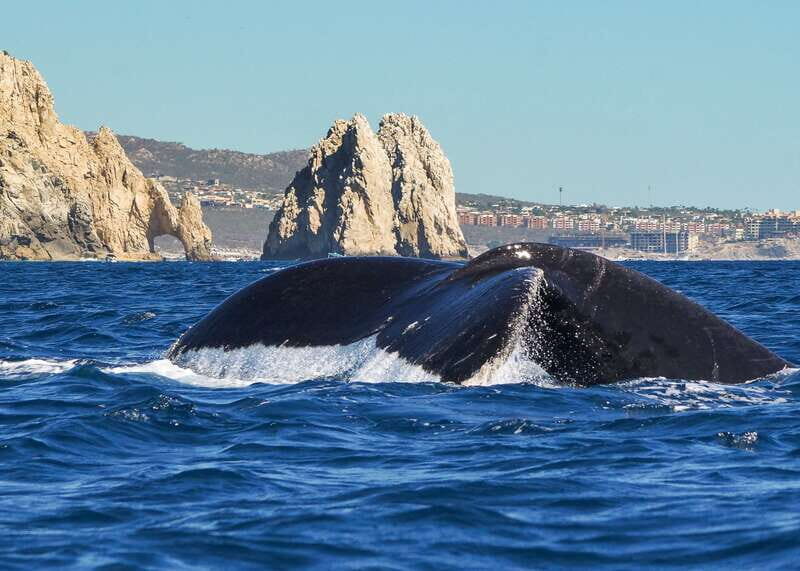 Cabo San Lucas: 2.5-Hour Whale Watching Tour - Final Thoughts: Who Should Book This Tour?