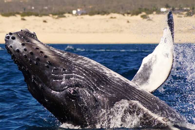 Cabo San Lucas: 2.5-Hour Whale Watching Tour - FAQ