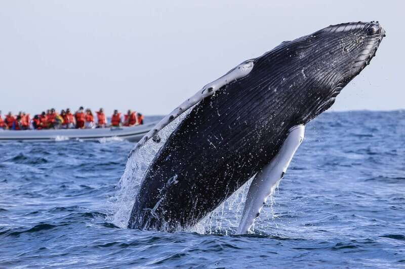 Cabo San Lucas: 2-Hour Whale Watching Adventure - An Authentic and Practical Overview of the Experience