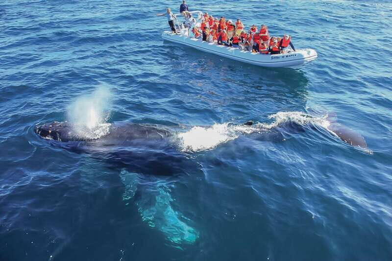 Cabo San Lucas: 2-Hour Whale Watching Adventure - What to Know Before Booking