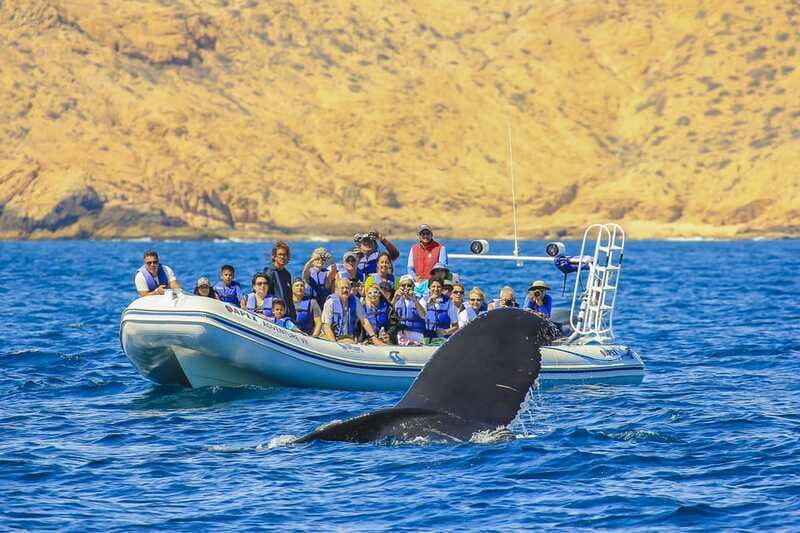 Cabo San Lucas: 2-Hour Whale Watching Adventure - Who Will Love This Tour?