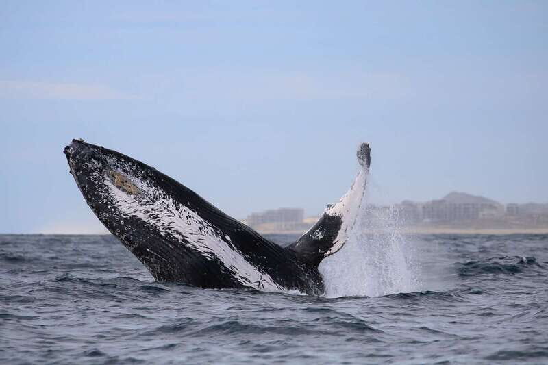 Cabo San Lucas: 2-Hour Whale Watching Adventure - Final Thoughts