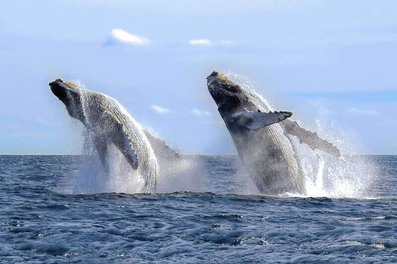 Cabo San Lucas: 2-Hour Whale Watching Adventure - FAQ