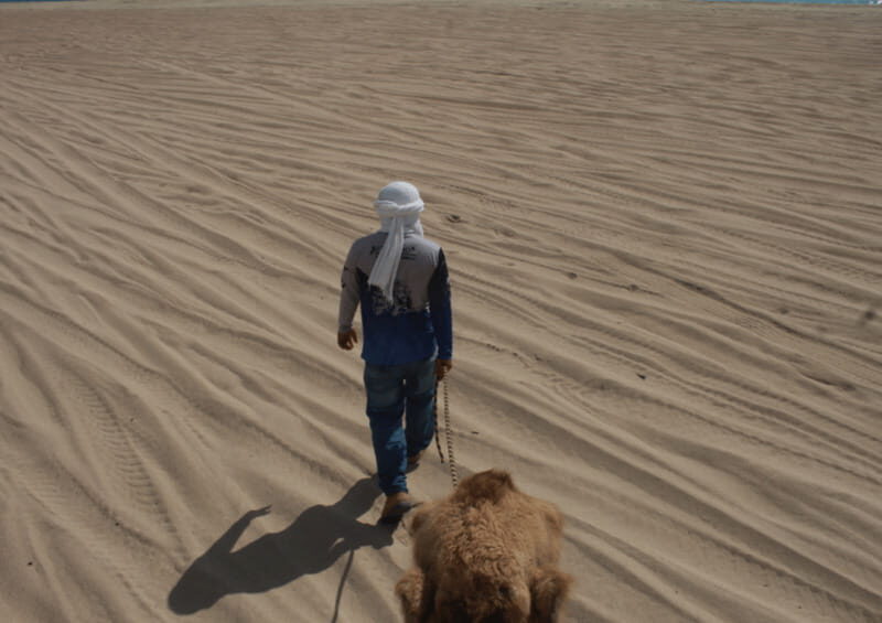 Cabo San Lucas: Amazing Camel Adventure on the Beach - Assessing Value and Cost