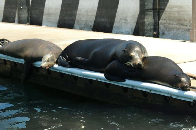 Cabo San Lucas Arc Group Tour in Glass Bottom Boat - Key Points