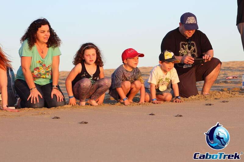Cabo San Lucas: Baby Turtle Release Experience - A Genuine Look at the Baby Turtle Release Experience in Cabo San Lucas