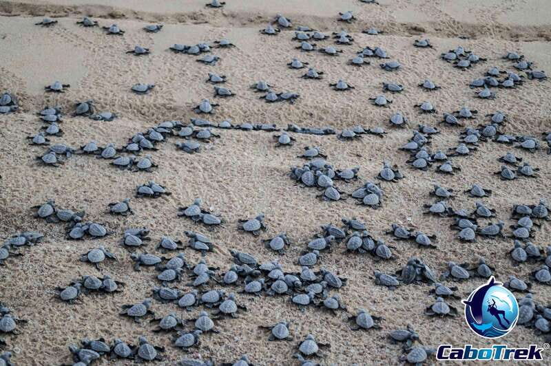 Cabo San Lucas: Baby Turtle Release Experience - Final Thoughts