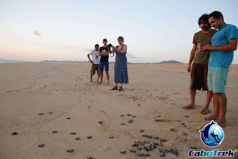 Cabo San Lucas: Baby Turtle Release Experience - FAQ