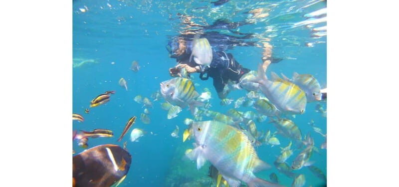 Cabo San Lucas: Beach Hopper Small-Group Snorkeling Tour - Key Points