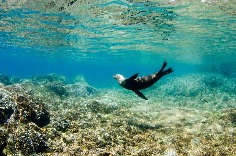 Cabo San Lucas: Cabo Pulmo Snorkeling Expedition - Key Points