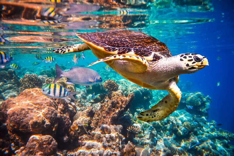 Cabo San Lucas: Cabo Pulmo Snorkeling Expedition - Setting the Scene: What This Tour Offers
