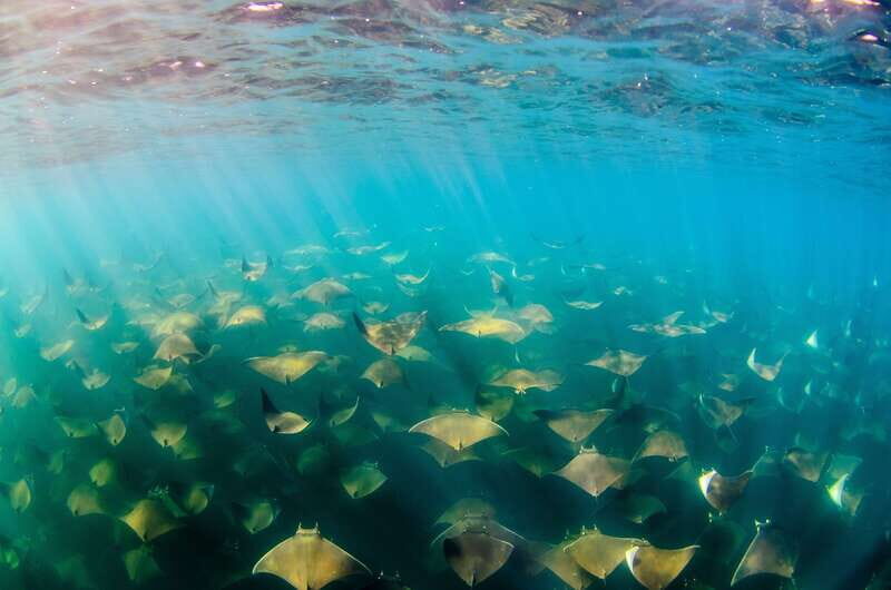 Cabo San Lucas: Cabo Pulmo Snorkeling Expedition - Pricing and Value