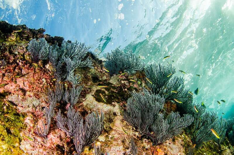 Cabo San Lucas: Cabo Pulmo Snorkeling Expedition - Practical Considerations and Tips
