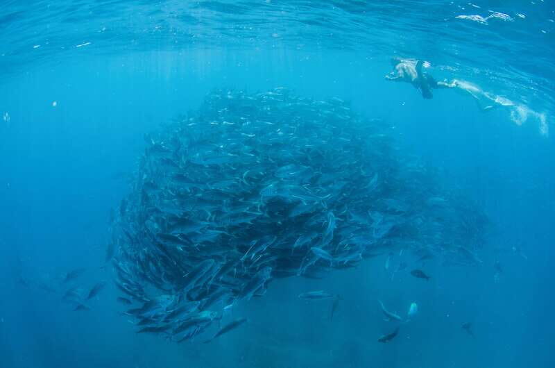 Cabo San Lucas: Cabo Pulmo Snorkeling Expedition - The Sum Up: Who Is This Tour Perfect For?