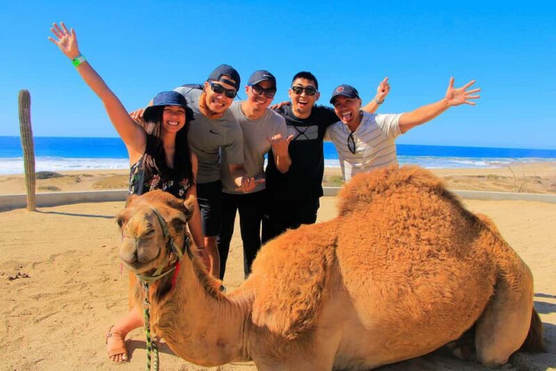 Cabo San Lucas: Camel Ride on the Beach - Key Points