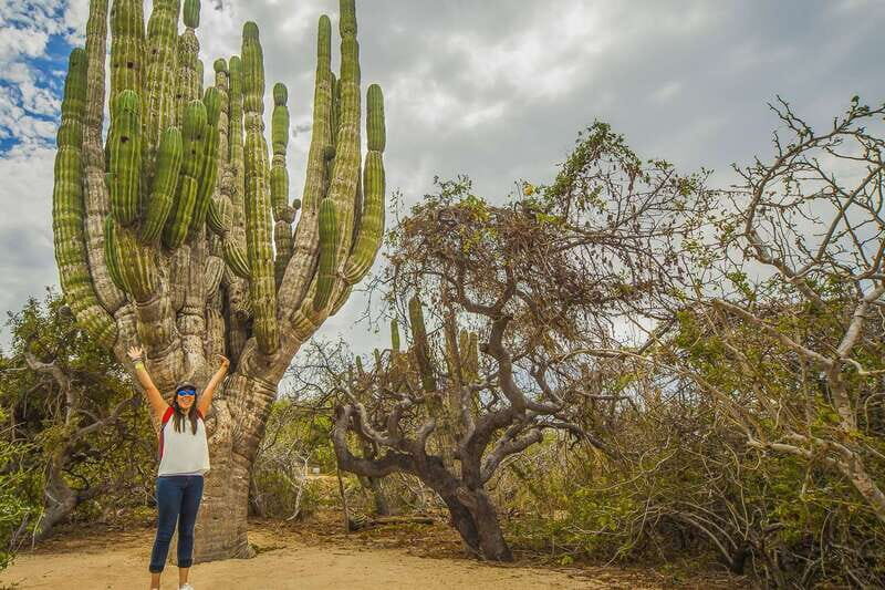 Cabo San Lucas: Camel Safari Tour with Lunch and Tequila - The Real Experience: Pros and Cons
