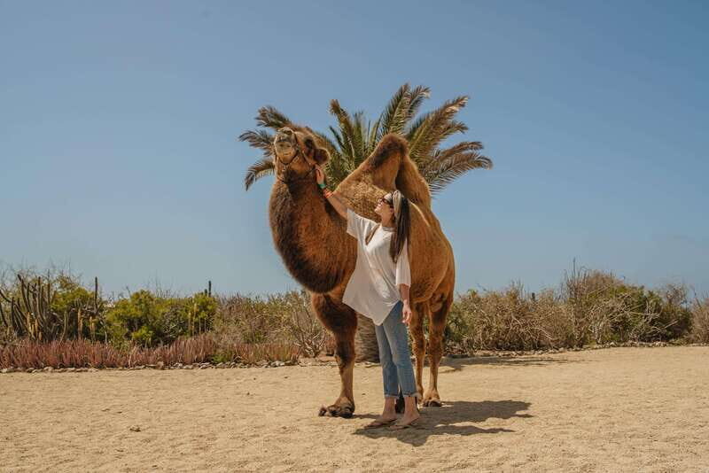 Cabo San Lucas: Camel Safari Tour with Lunch and Tequila - FAQs