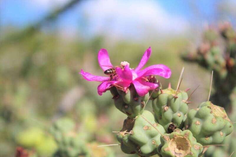 Cabo San Lucas: Candelaria ATV Adventure and Tequila Tasting - Value for Money