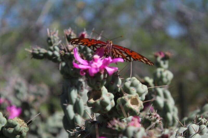 Cabo San Lucas: Candelaria ATV Adventure and Tequila Tasting - Who Should Consider This Tour?