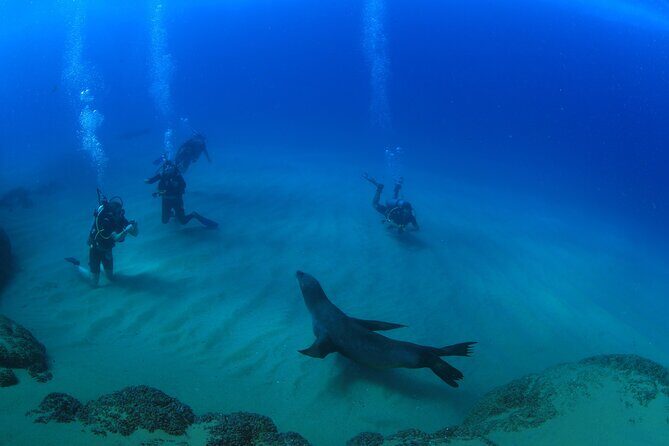 Cabo San Lucas Certified 2 Tank Dive at the Famous Arch and Land's End - Final Thoughts: Is It Worth It?
