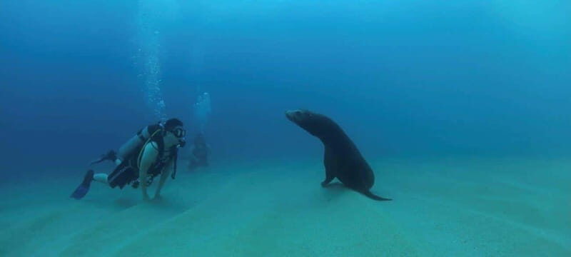 Cabo San Lucas: Discover Scuba Diving Experience - Key Points