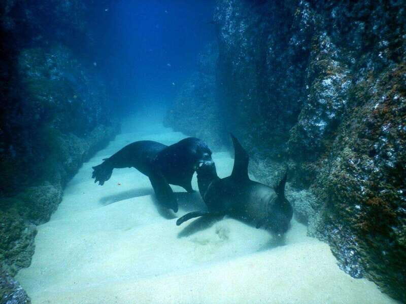 Cabo San Lucas: Discover Scuba Diving Experience - Detailed Review of the Cabo Scuba Experience