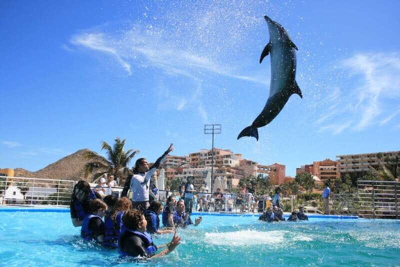 Cabo San Lucas: Dolphin Swim Class with Marine Specialist - Key Points