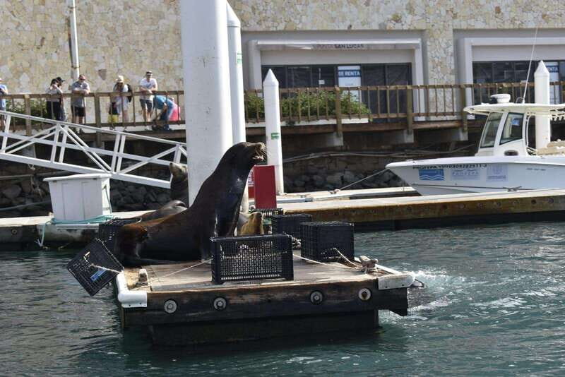 Cabo San Lucas: Glass Bottom Boat Tour to Land's End - A Practical Review of the Land’s End Glass Bottom Tour